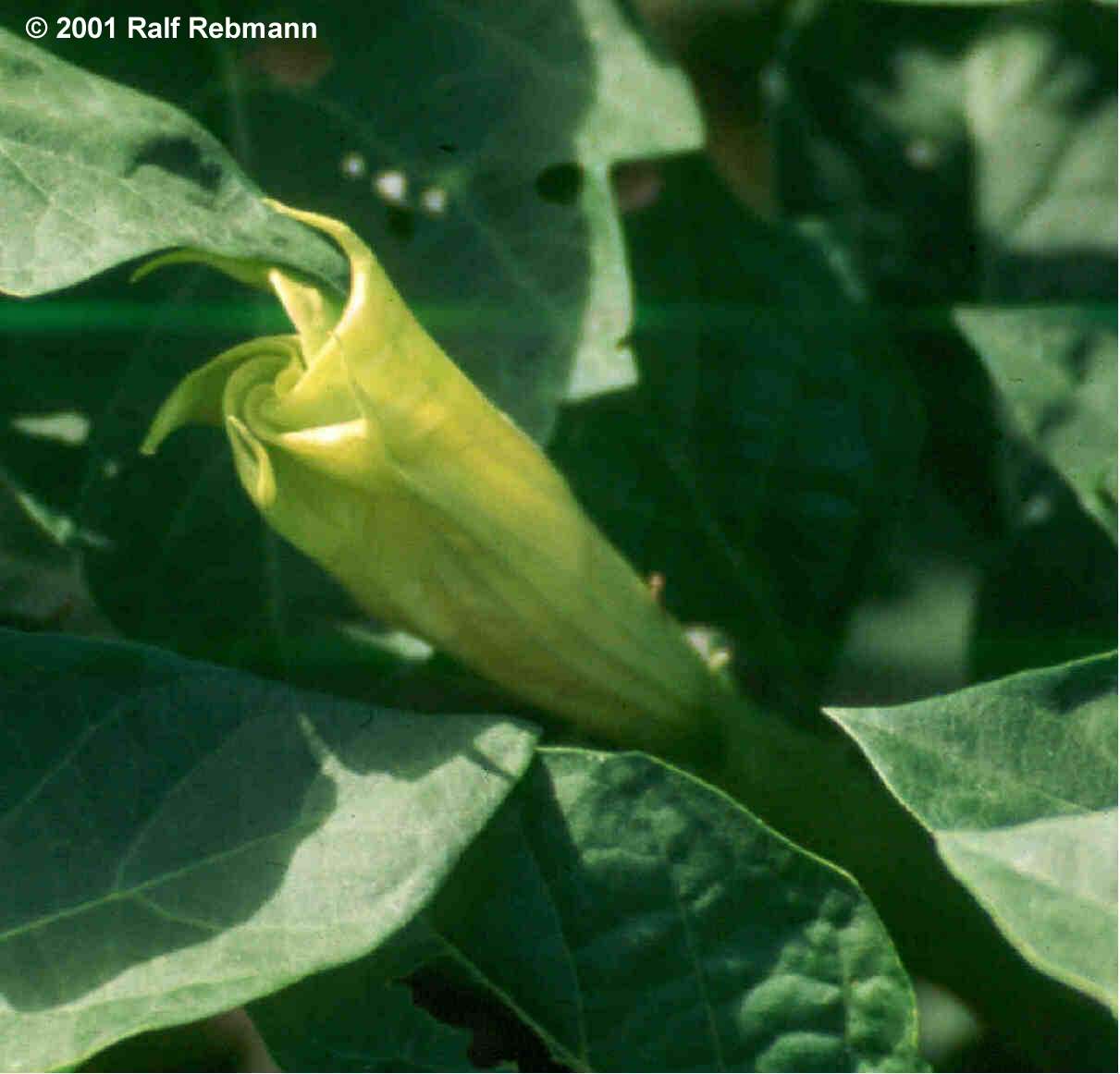 Datura metel Bild01